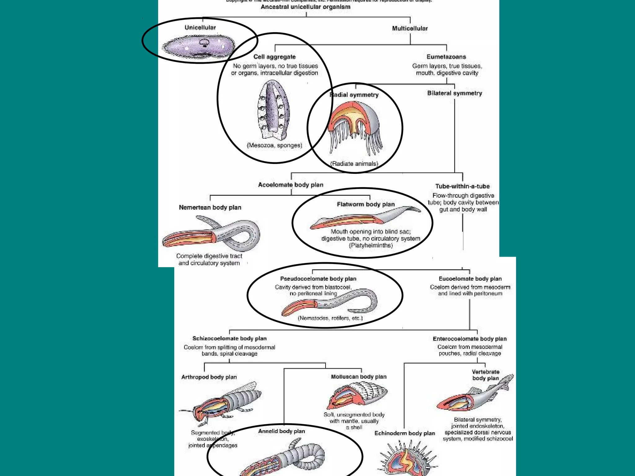 Platyhelminthes | PPS | Reproductive Health | Diseases and Conditions