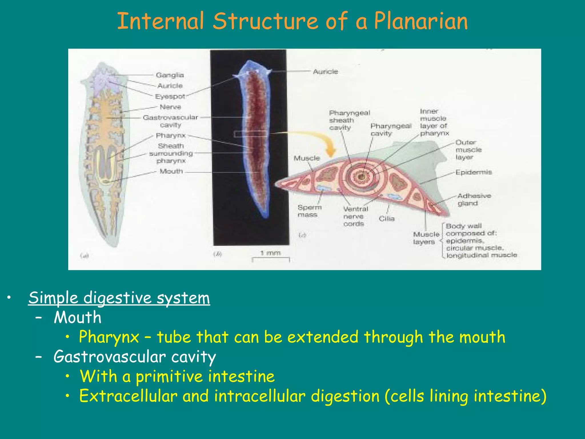 Platyhelminthes | PPS