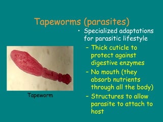 Platyhelminthes | PPS | Reproductive Health | Diseases and Conditions