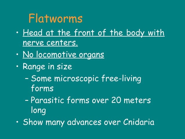 Platyhelminthes | PPT