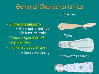 Platyhelminthes | PPS | Reproductive Health | Diseases and Conditions
