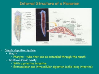 Platyhelminthes | PPS | Reproductive Health | Diseases and Conditions