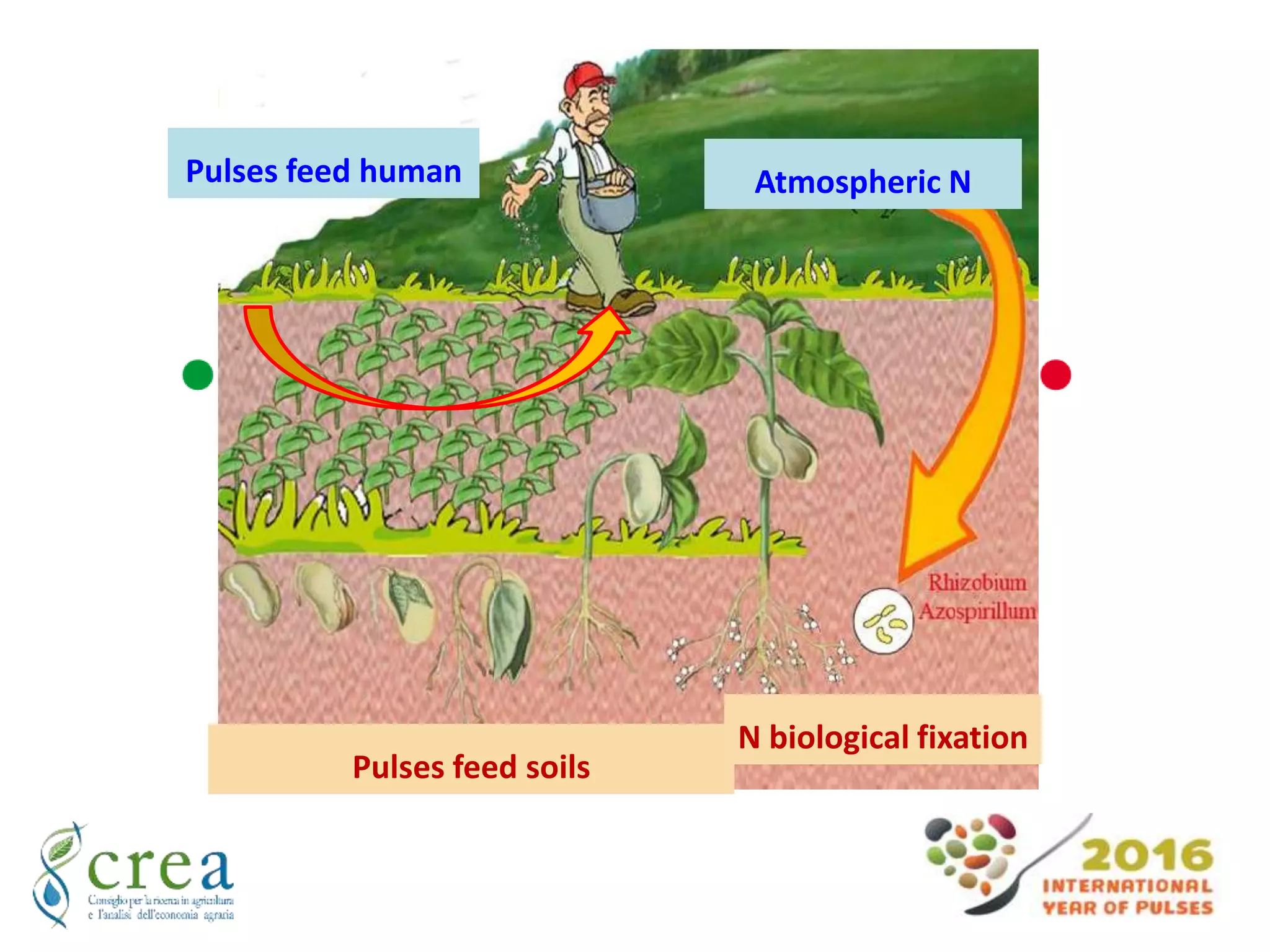 PULSE CROPS FOR SUSTAINABLE PRODUCTION INTENSIFICATION | PPTX