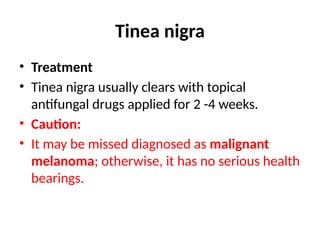 3 Pityriasis, nigra, piedra.pptx mycology | PPT