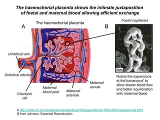 Placenta | PPT