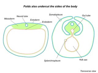 Placenta | PPT