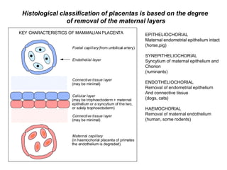 Placenta | PPT