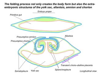 Placenta | PPT