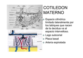 PLACENTA Y SUS HORMONAS. CARACTERISTICAS PRINCIPALES Y SECUNDARIAS | PDF