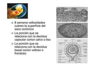 PLACENTA Y SUS HORMONAS. CARACTERISTICAS PRINCIPALES Y SECUNDARIAS | PDF