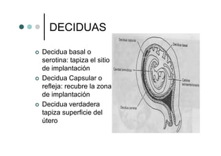PLACENTA Y SUS HORMONAS. CARACTERISTICAS PRINCIPALES Y SECUNDARIAS | PDF