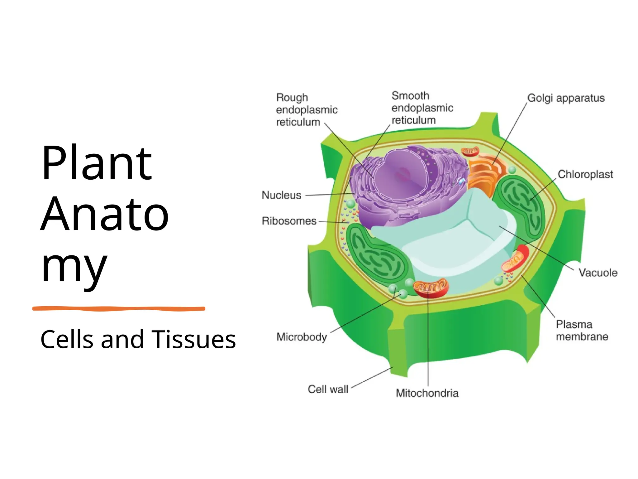 3 Plant Anatomy 1.pptx hort 2050 class 2026 | PPTX
