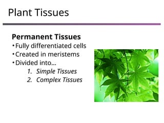 3 Plant Anatomy 1.pptx hort 2050 class 2026 | PPTX