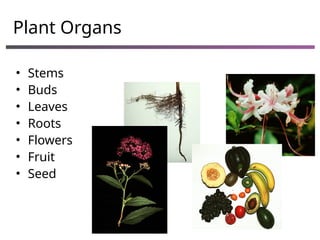 3 Plant Anatomy 1.pptx hort 2050 class 2026 | PPTX