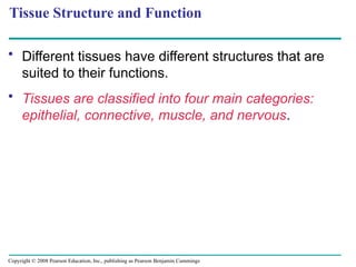 3 Plant and Animal Tissues presentation .pptx