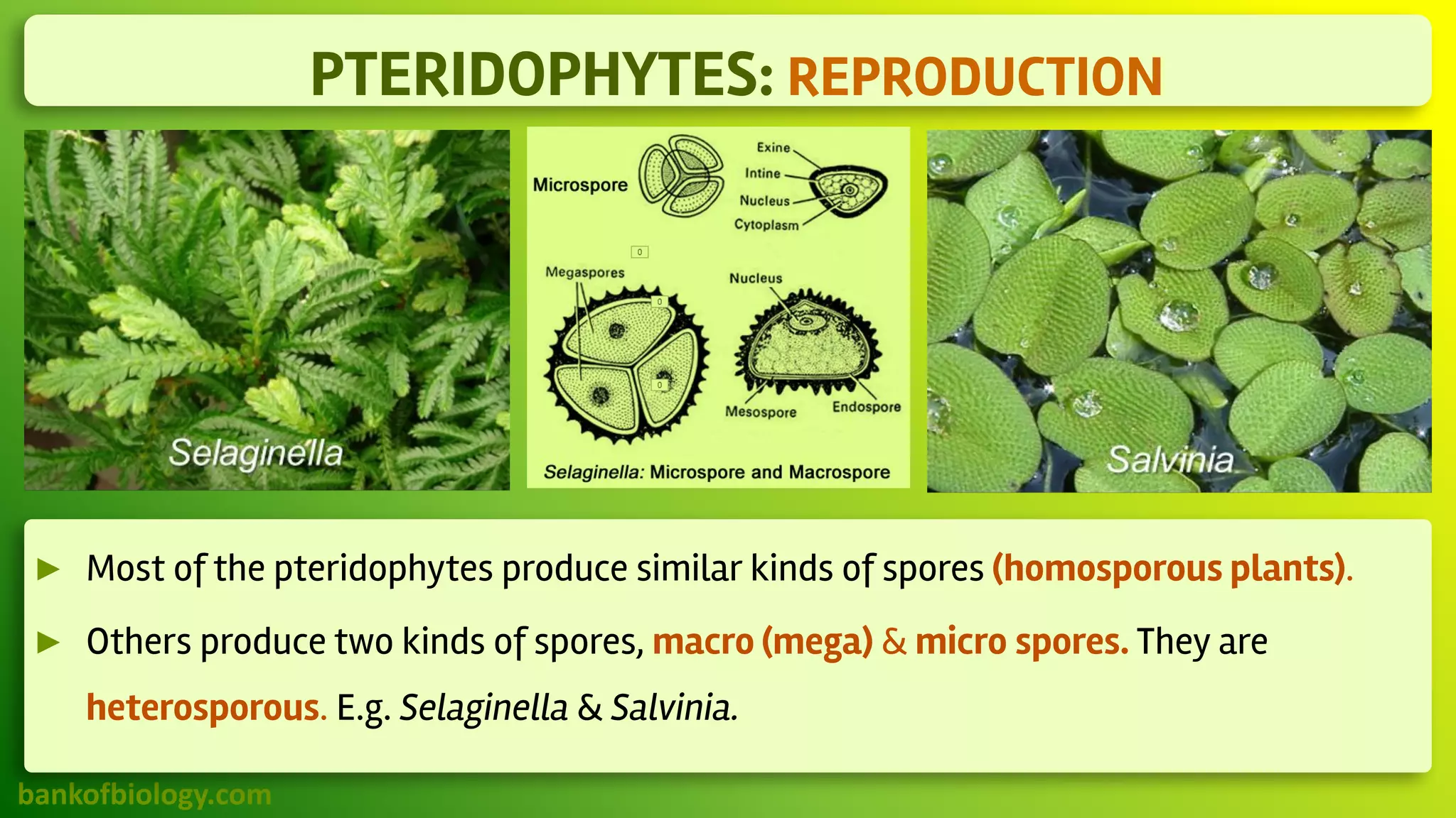 3 plant kingdom - pteridophyta and gymnosperms.pdf