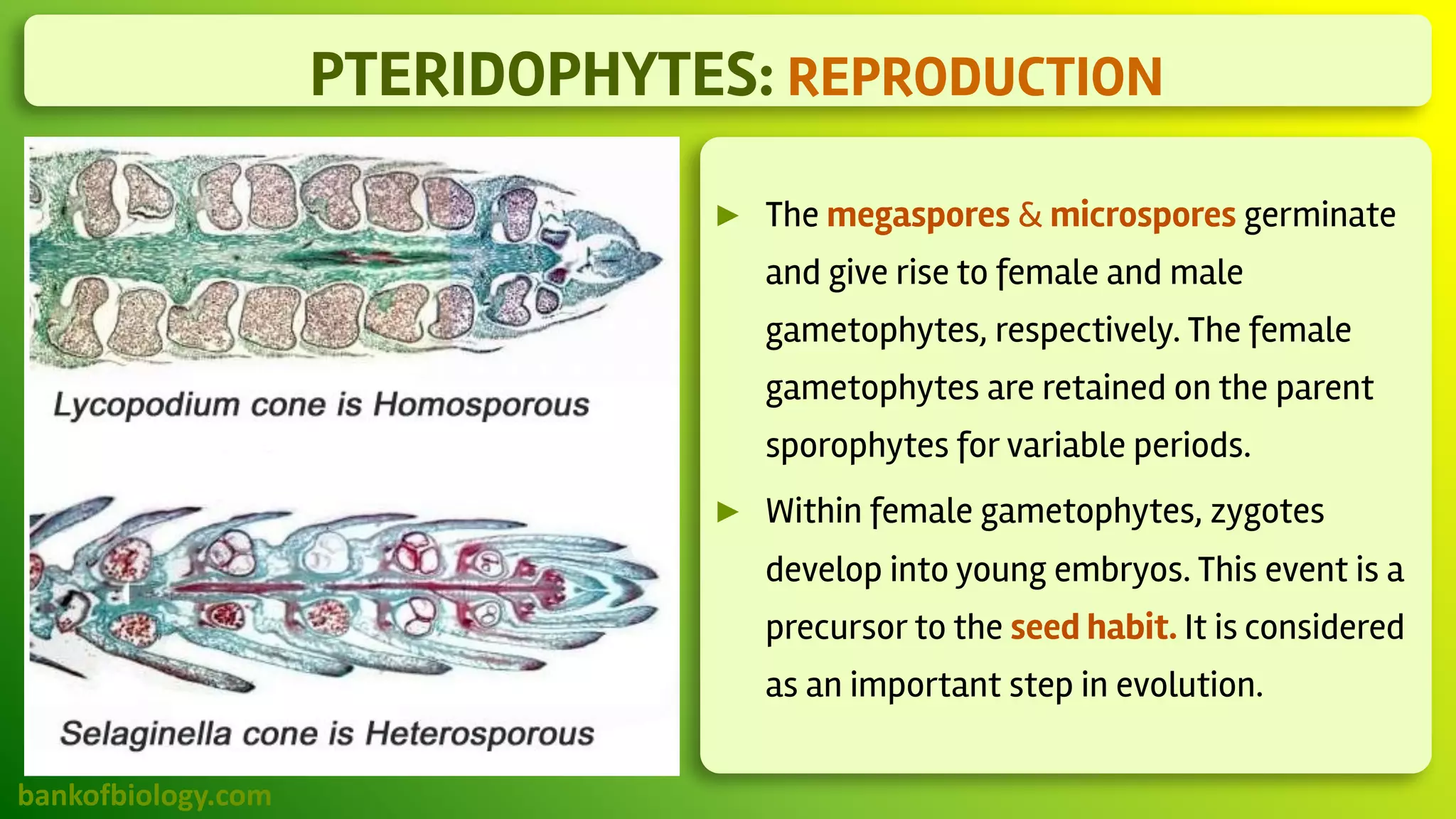3 plant kingdom - pteridophyta and gymnosperms.pdf