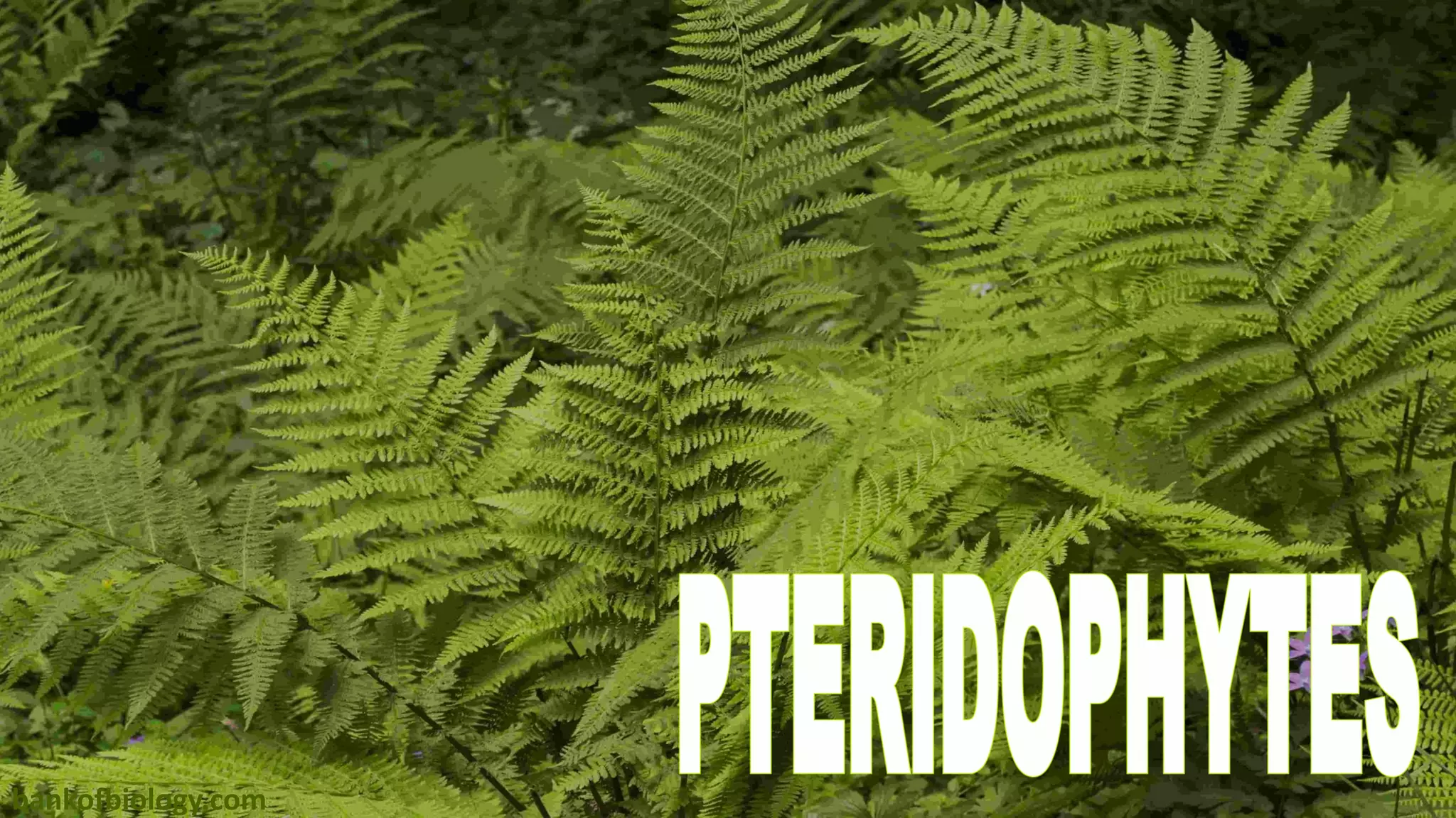 3 plant kingdom - pteridophyta and gymnosperms.pdf