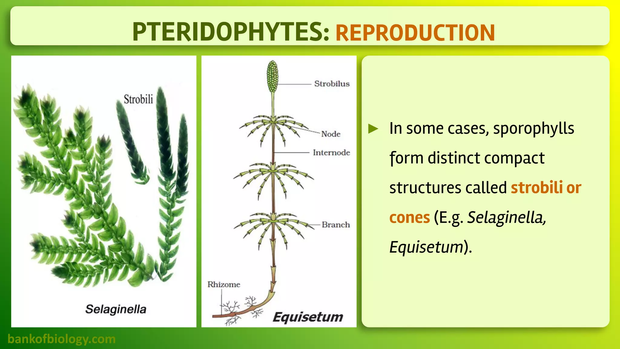 3 plant kingdom - pteridophyta and gymnosperms.pdf
