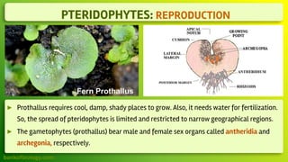 3 plant kingdom - pteridophyta and gymnosperms.pdf