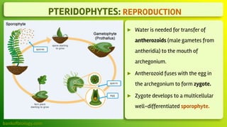 3 plant kingdom - pteridophyta and gymnosperms.pdf