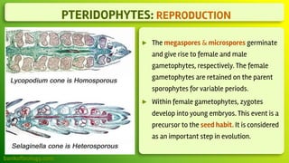 3 plant kingdom - pteridophyta and gymnosperms.pdf