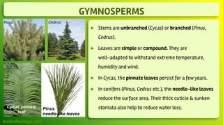 3 plant kingdom - pteridophyta and gymnosperms.pdf