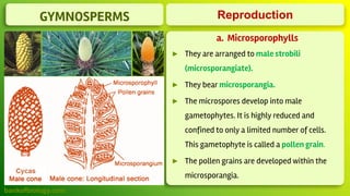3 plant kingdom - pteridophyta and gymnosperms.pdf