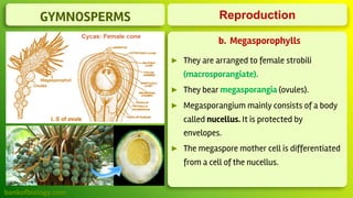 3 plant kingdom - pteridophyta and gymnosperms.pdf