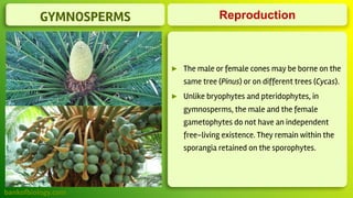 3 plant kingdom - pteridophyta and gymnosperms.pdf