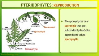 3 plant kingdom - pteridophyta and gymnosperms.pdf