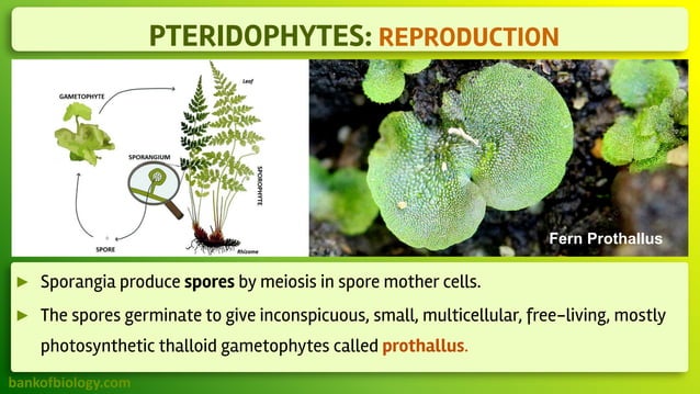 3 plant kingdom - pteridophyta and gymnosperms.pdf