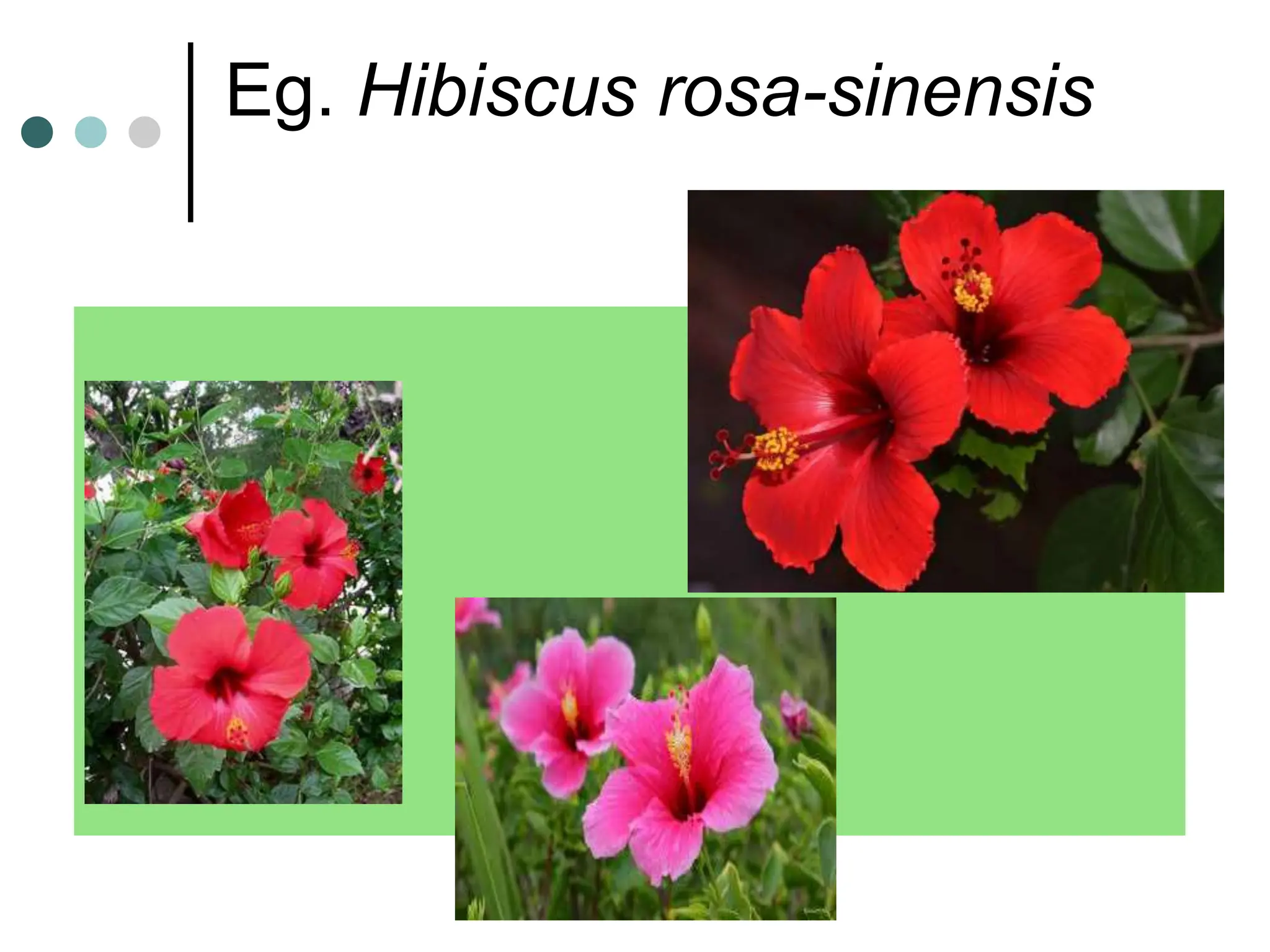 Plant Taxonomy in Tropical Plants Malaysia.ppt