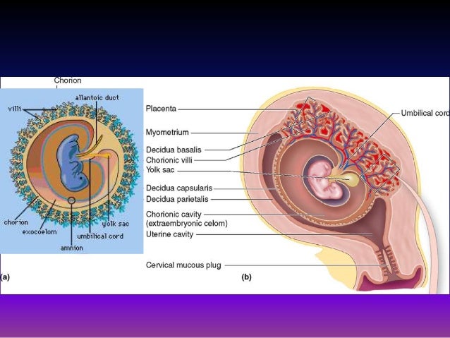 3 plasentasi, amnion, embrio dan uk