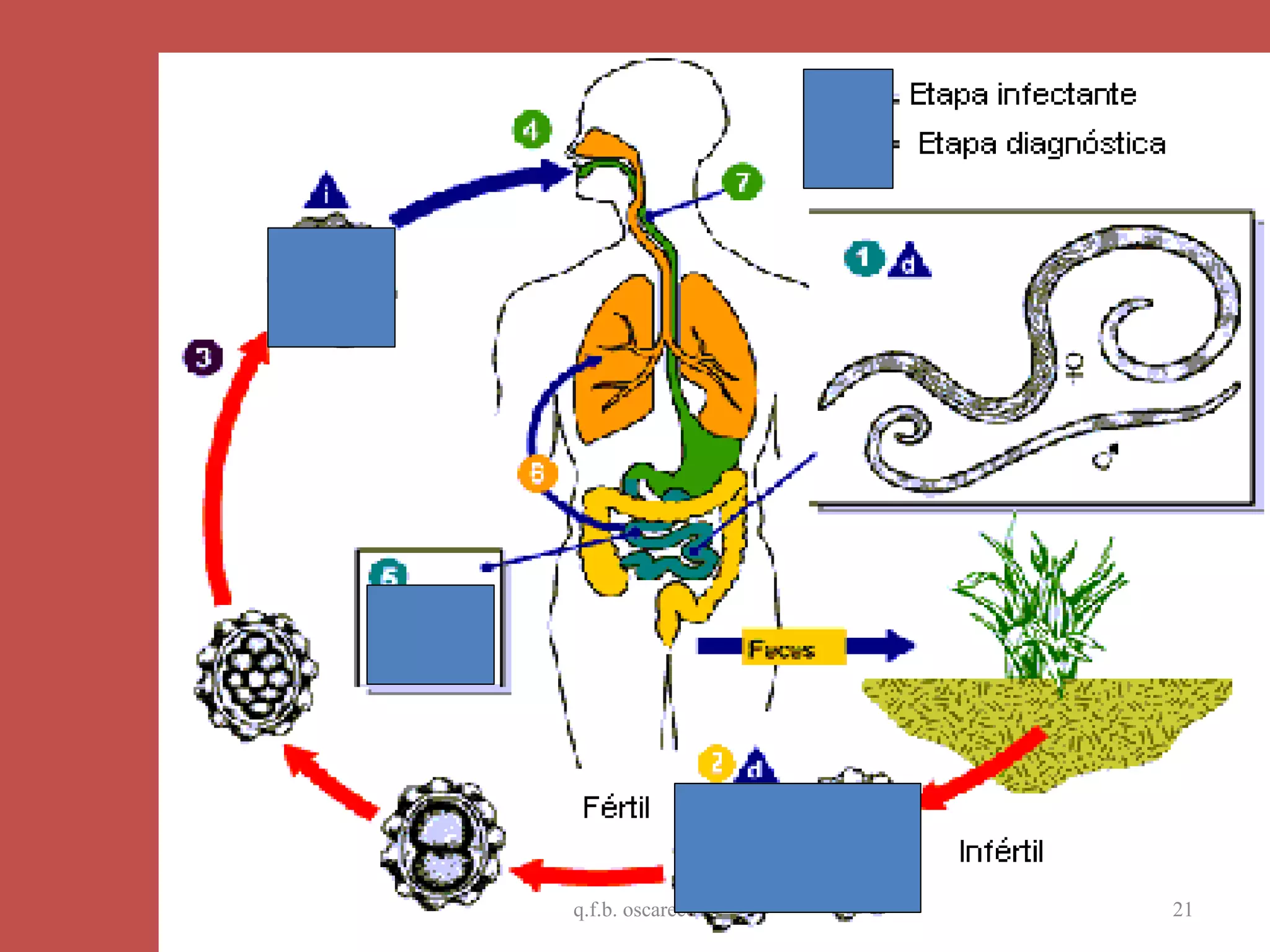nematodos intest ascaris, trichuris, oxiuros _cbtis 12 | PPT
