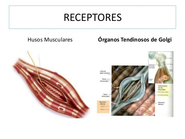 PROPIOCEPCIÓN. CONCEPTOS.