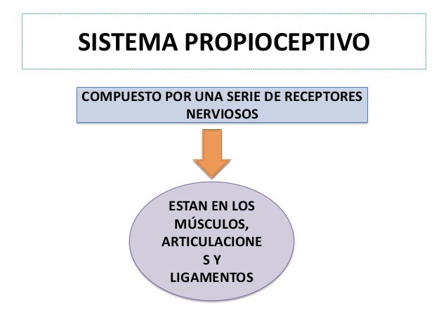 PROPIOCEPCIÓN. CONCEPTOS.