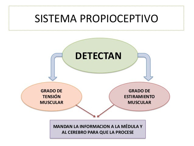 PROPIOCEPCIÓN. CONCEPTOS.