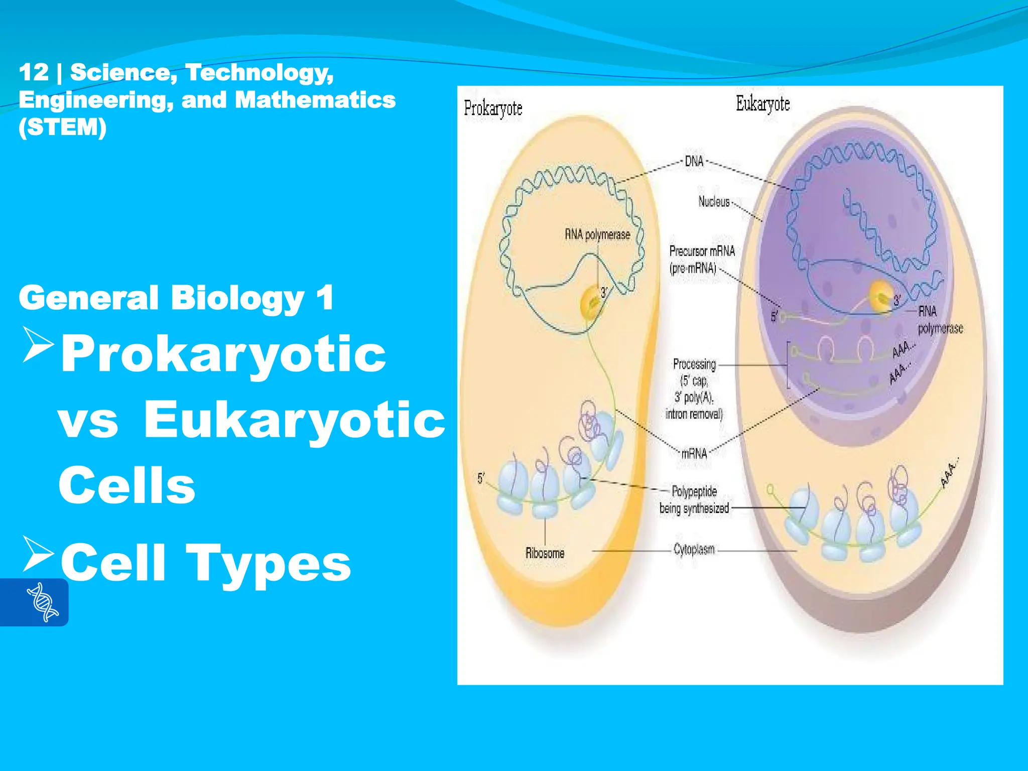 Prokaryotic vs Eukaryotic Cells and Cell Types | PPT
