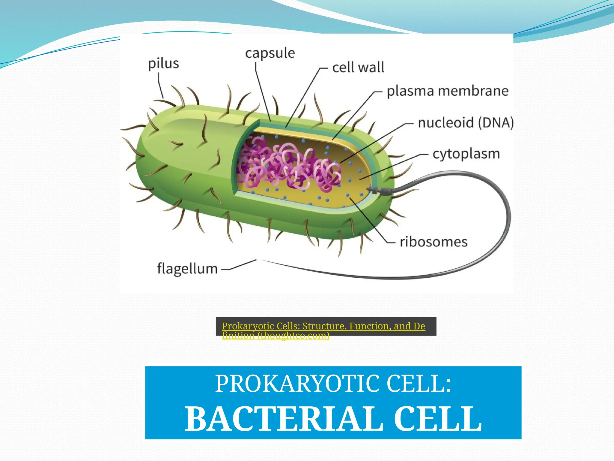 Prokaryotic vs Eukaryotic Cells and Cell Types | PPTX