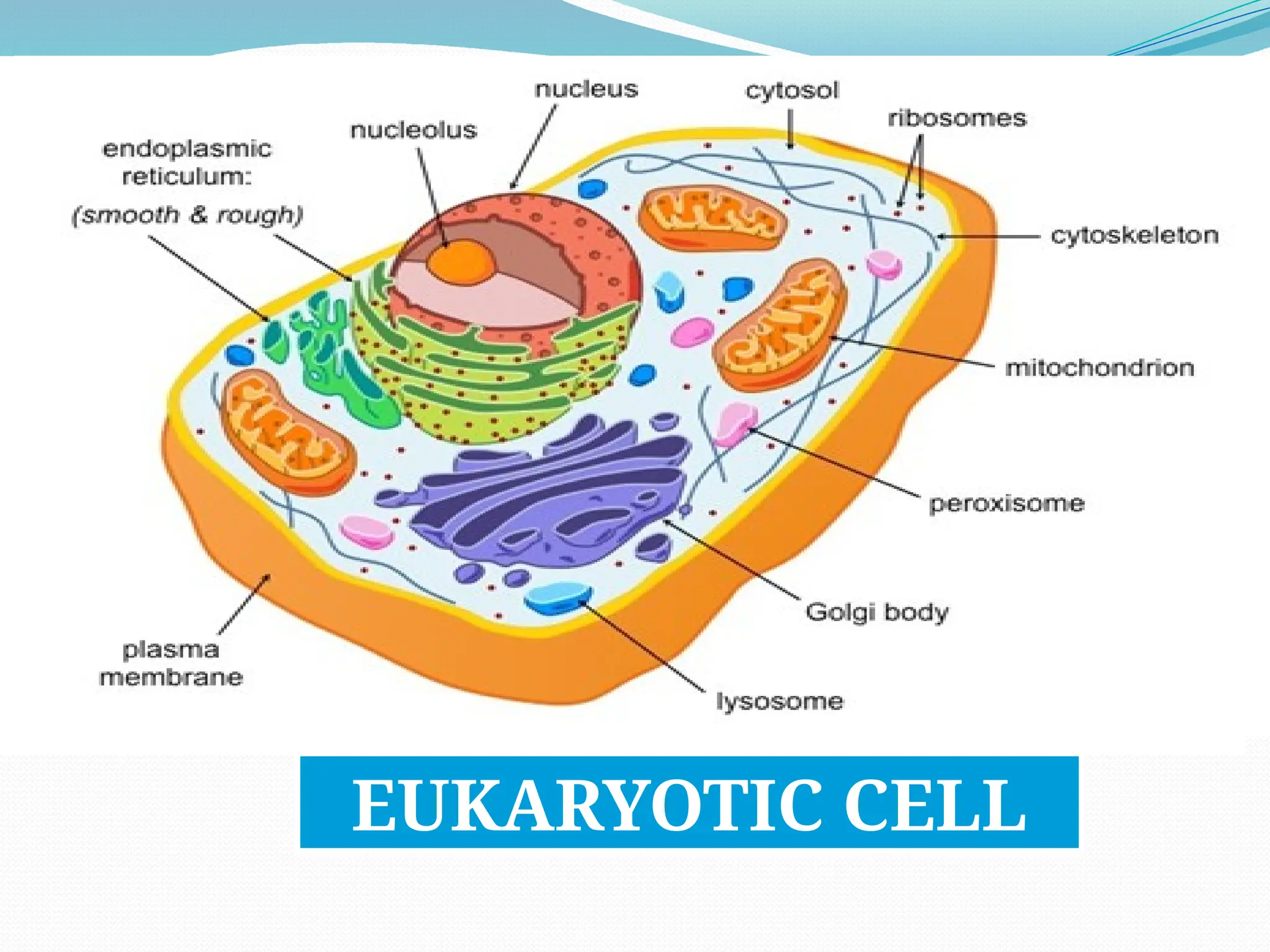 Prokaryotic vs Eukaryotic Cells and Cell Types | PPTX