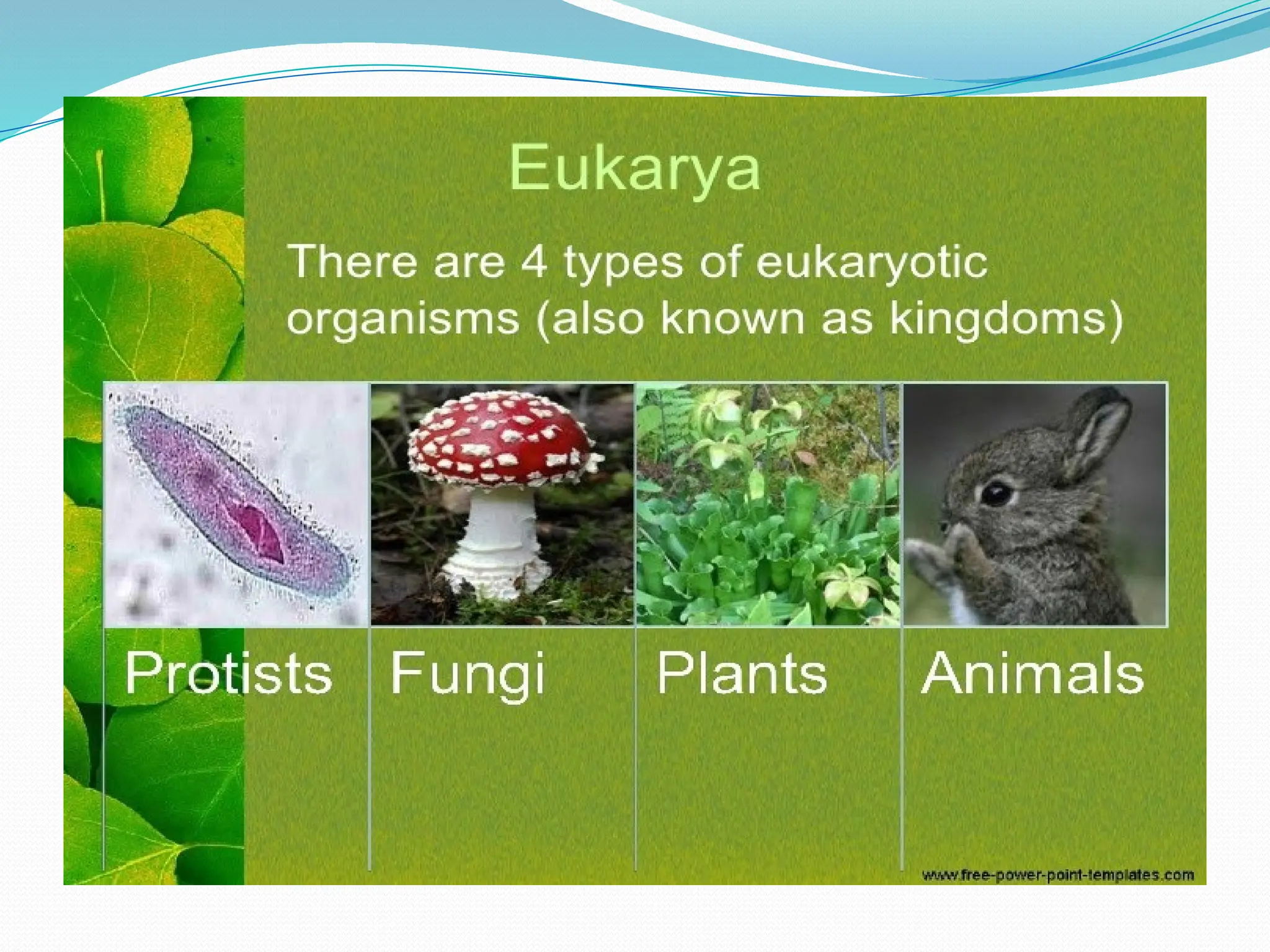 Prokaryotic vs Eukaryotic Cells and Cell Types | PPTX | Biological ...