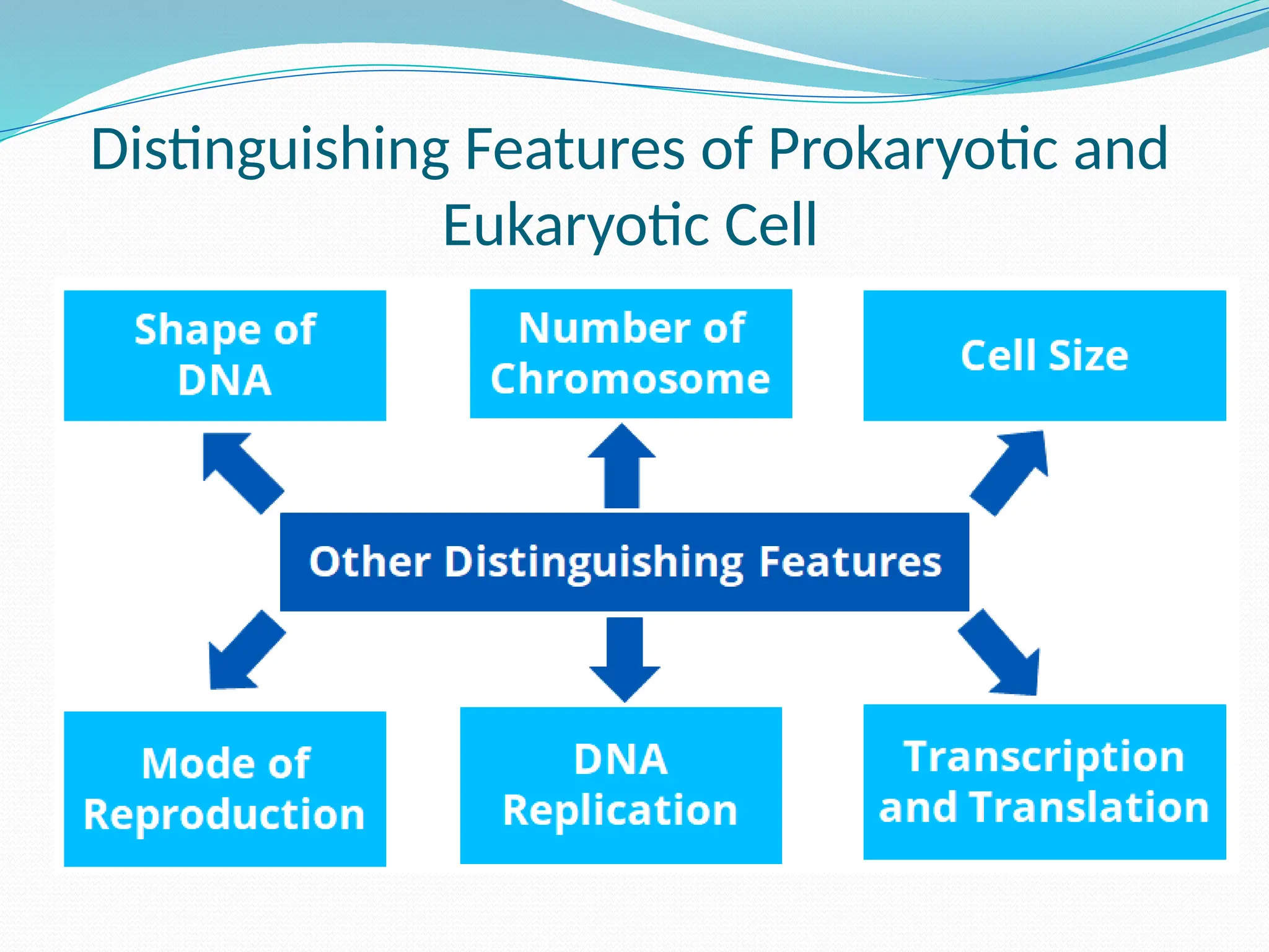Prokaryotic vs Eukaryotic Cells and Cell Types | PPTX | Biological ...