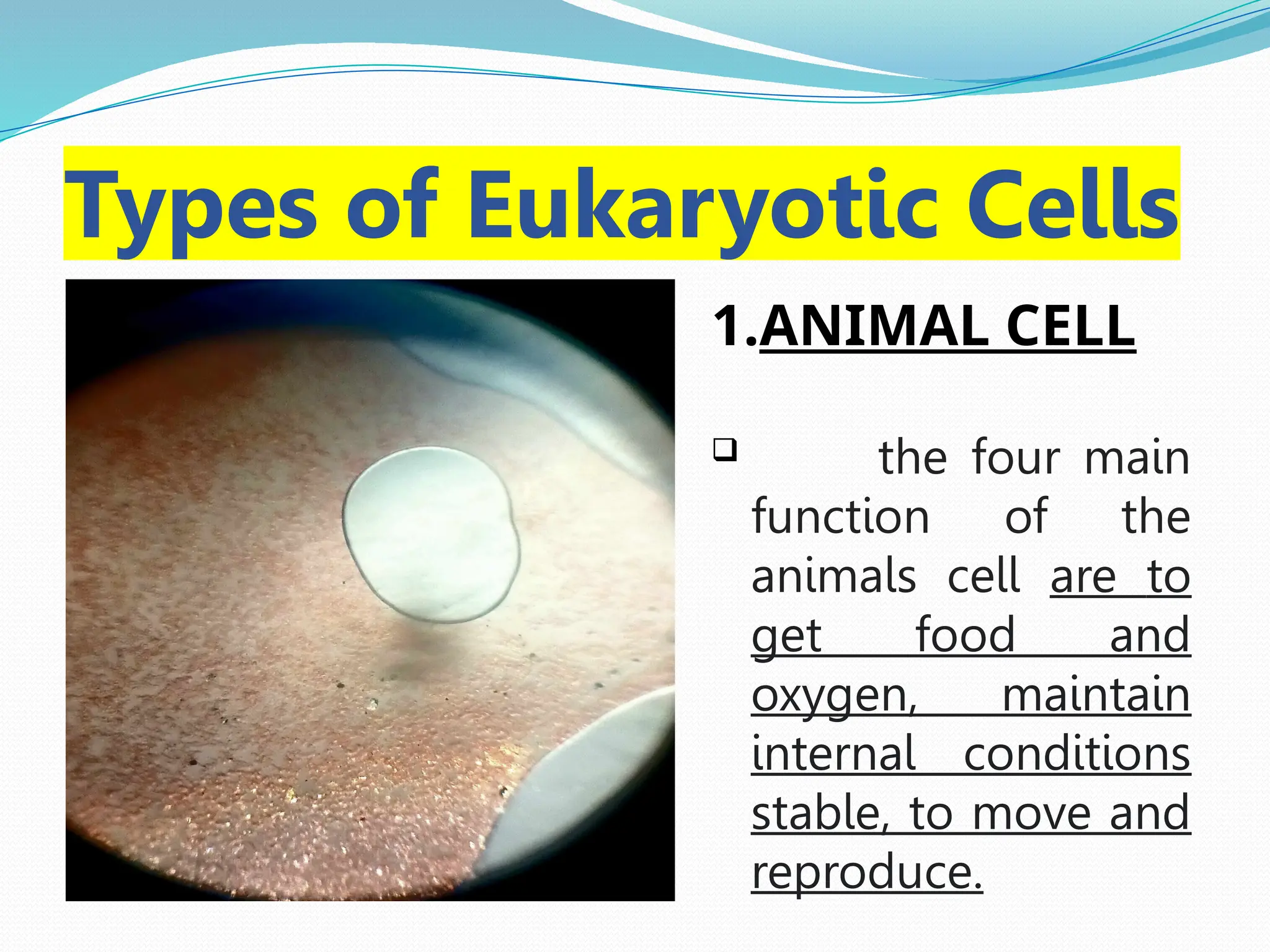 Prokaryotic vs Eukaryotic Cells and Cell Types | PPTX | Biological ...
