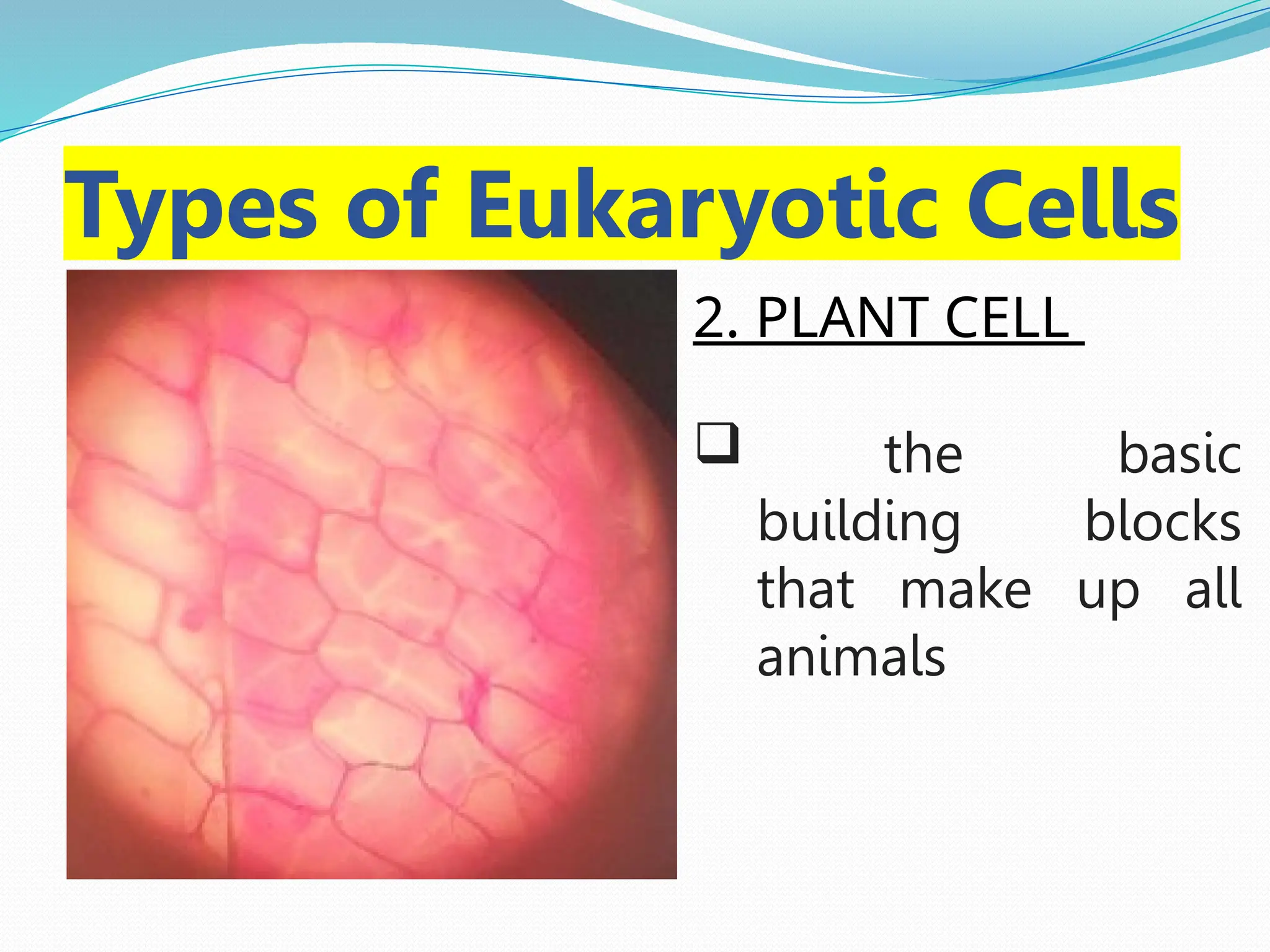 Prokaryotic vs Eukaryotic Cells and Cell Types | PPTX
