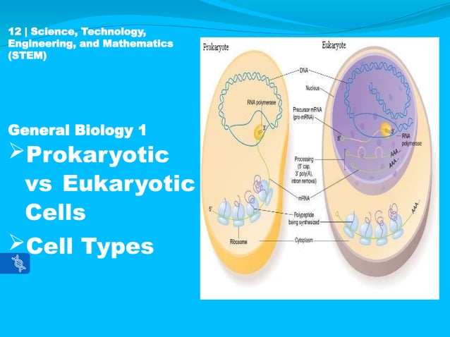 Prokaryotic vs Eukaryotic Cells and Cell Types | PPTX | Biological Sciences | Science