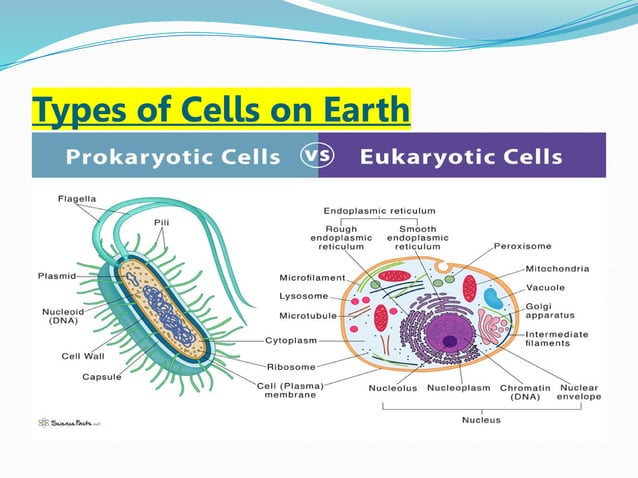 Prokaryotic vs Eukaryotic Cells and Cell Types | PPTX | Biological ...