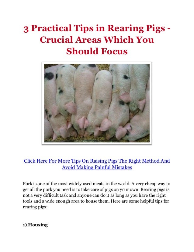 3 Practical Tips In Rearing Pigs Crucial Areas Which You Should Focus 3-practical-tips-in-rearing-pigs-crucial-areas-which-you-should-focus