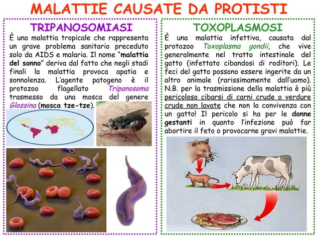 Protisti | PPT