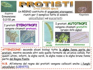 Protisti | PPT